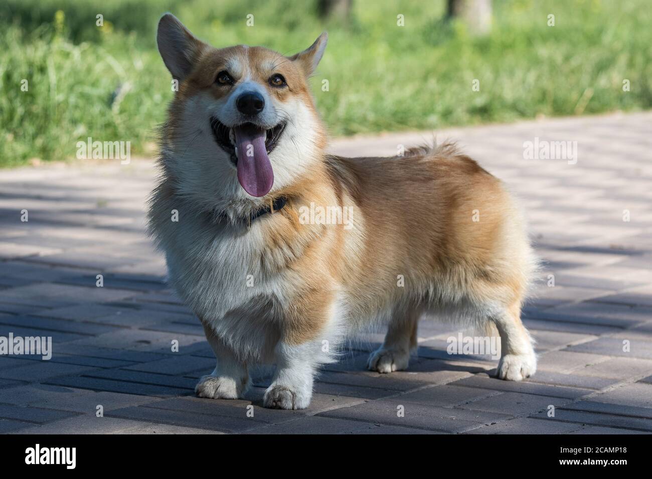 Der treueste hund der hirten -Fotos und -Bildmaterial in hoher ...