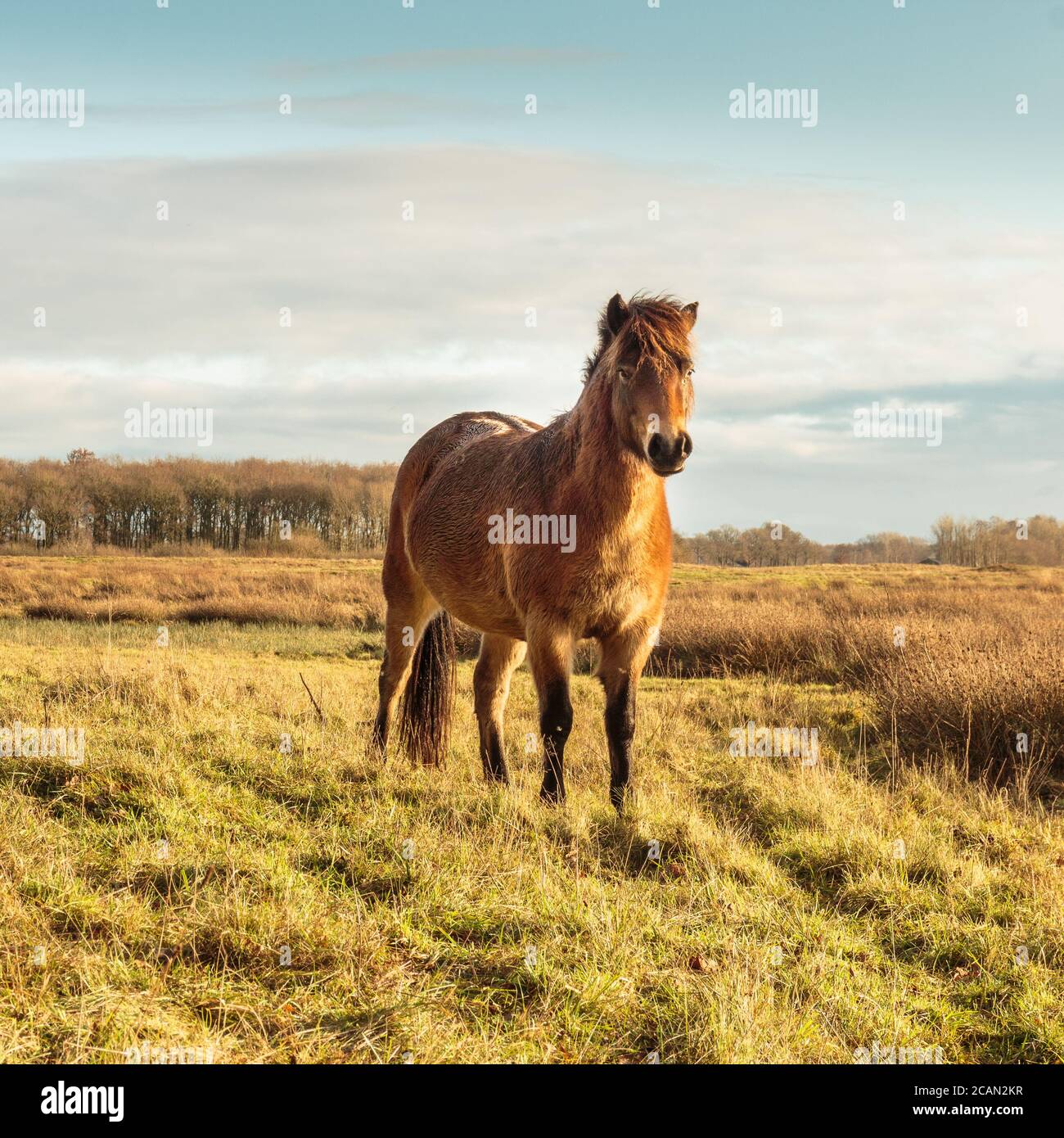 Horse Mating Stockfotos und -bilder Kaufen - Alamy