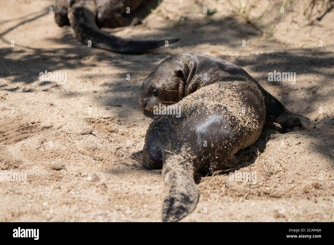 Young otter -Fotos und -Bildmaterial in hoher Auflösung – Alamy