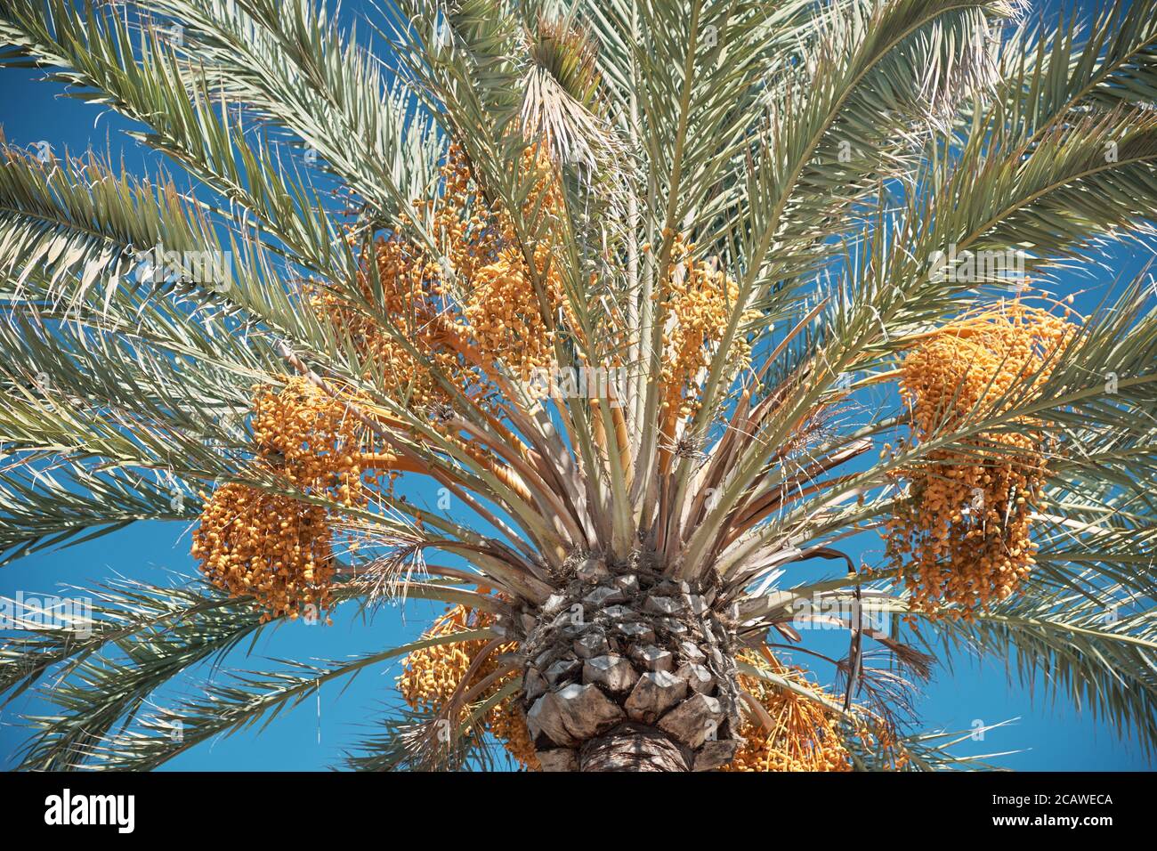 Date palm phoenix dactylifera -Fotos und -Bildmaterial in hoher Auflösung – Alamy