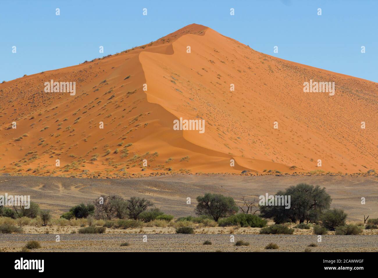 Blick auf rote Dünen in der Namib Wüste, in Sossusvley, im Namib ...