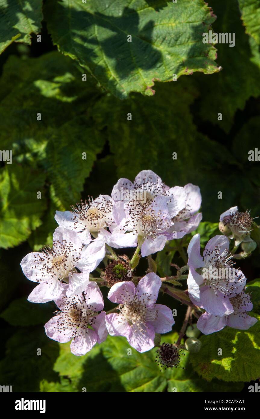 Ein dorniger strauch -Fotos und -Bildmaterial in hoher Auflösung – Alamy