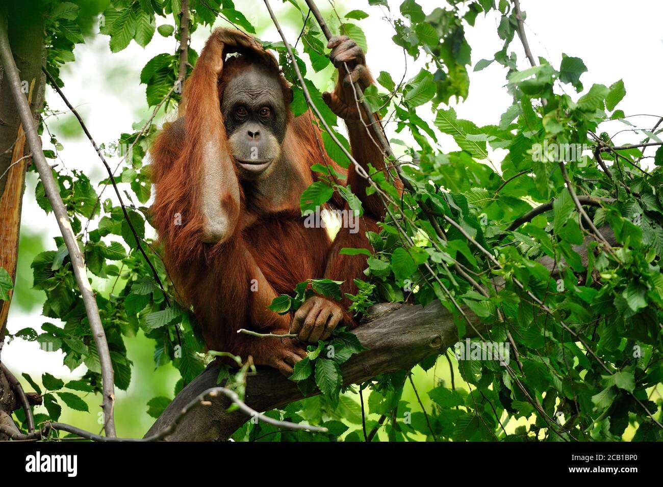 Affe sitzt im baum -Fotos und -Bildmaterial in hoher Auflösung – Alamy