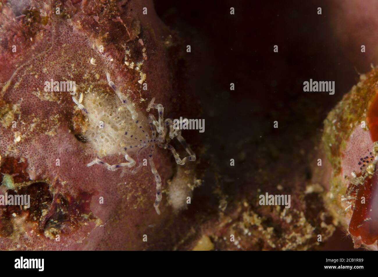 Enseis -Fotos und -Bildmaterial in hoher Auflösung – Alamy