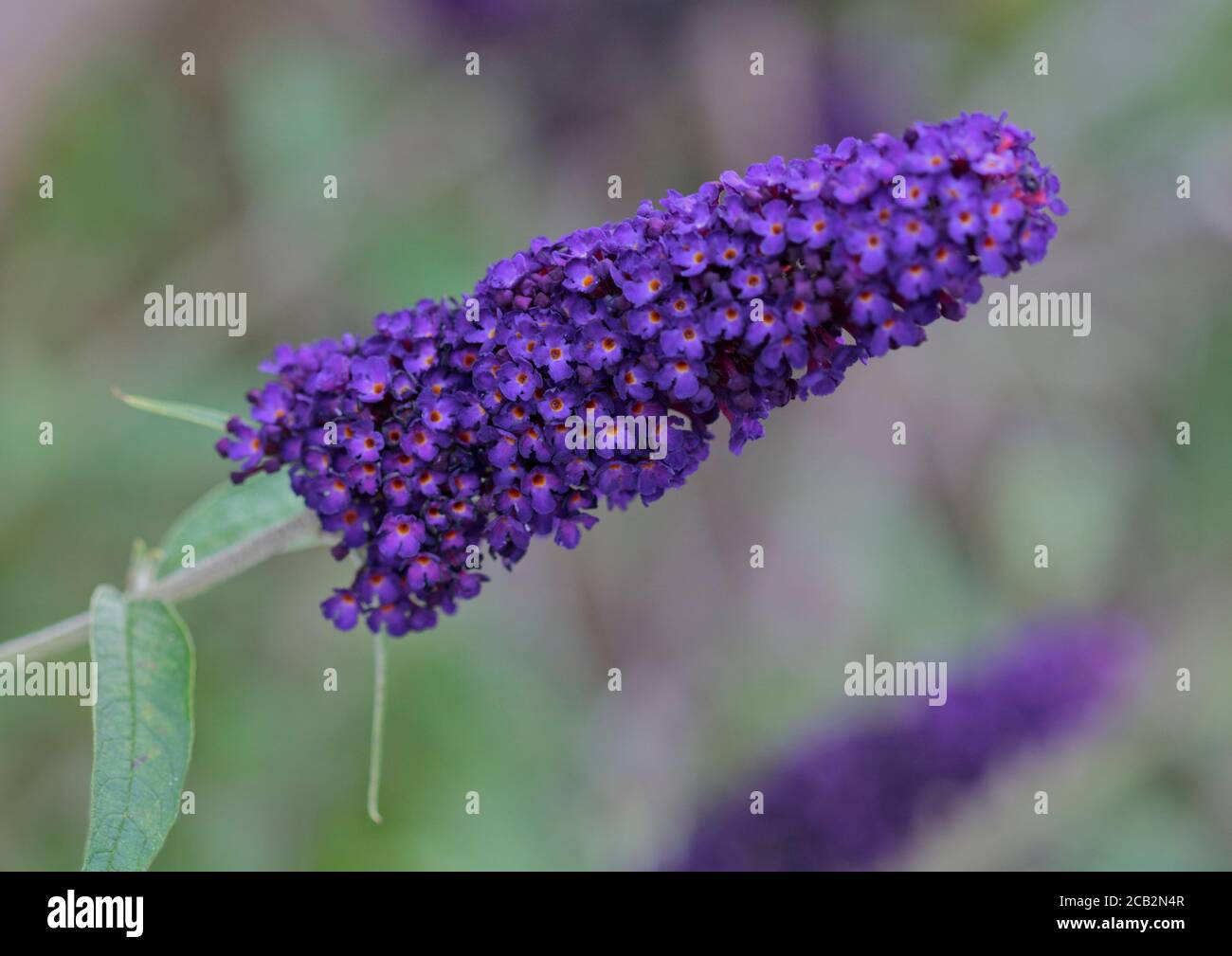 Buddleia shrub -Fotos und -Bildmaterial in hoher Auflösung – Alamy