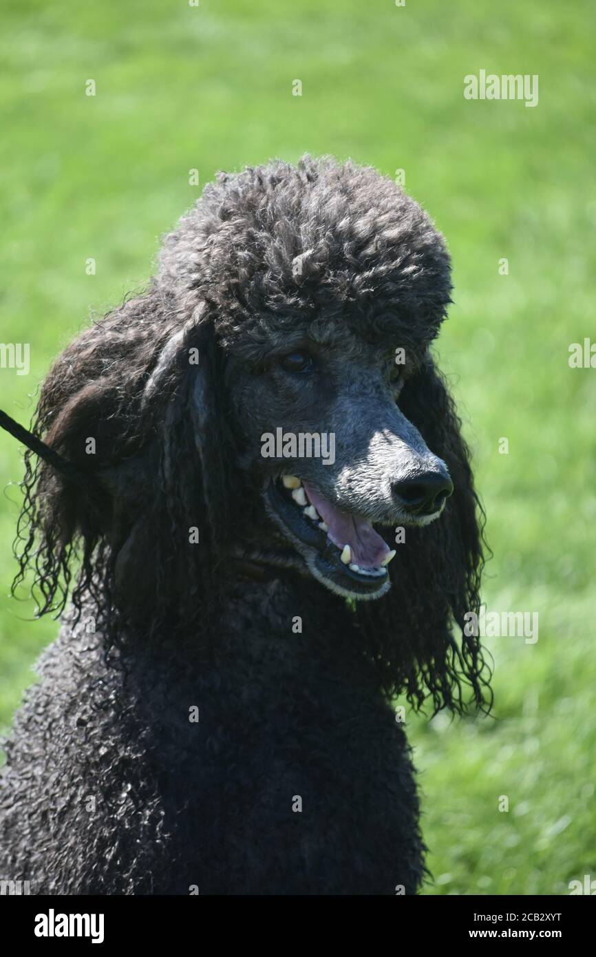 Rosa pudel -Fotos und -Bildmaterial in hoher Auflösung – Alamy