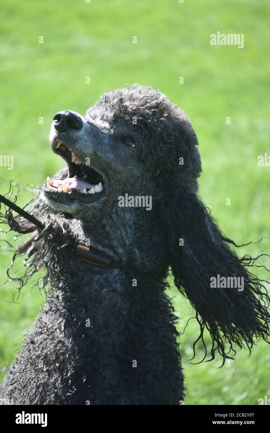 Rosa pudel -Fotos und -Bildmaterial in hoher Auflösung – Alamy