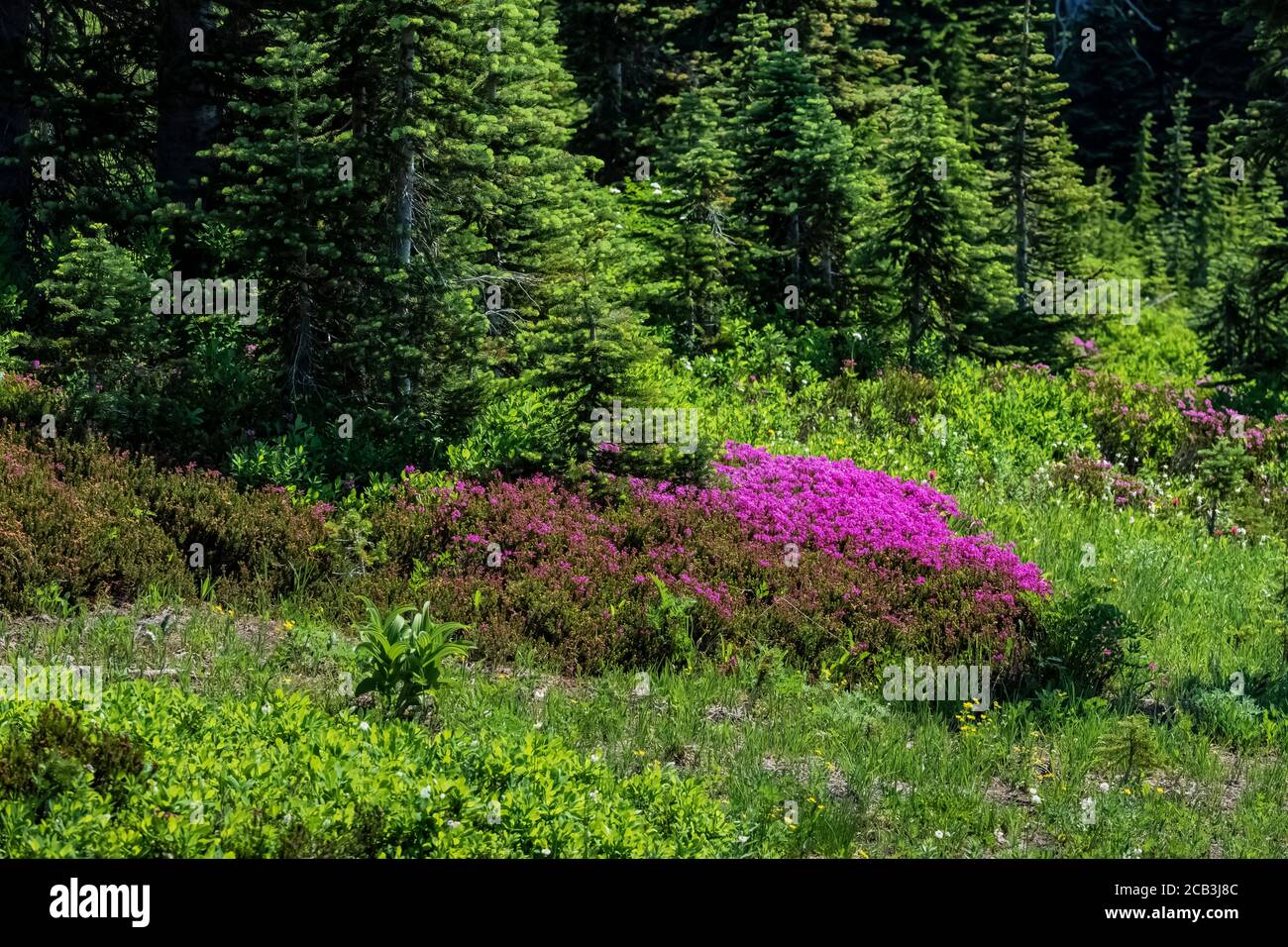 Mount Rainier Nationalpark Paradies Wiese Stockfotos und -bilder Kaufen ...