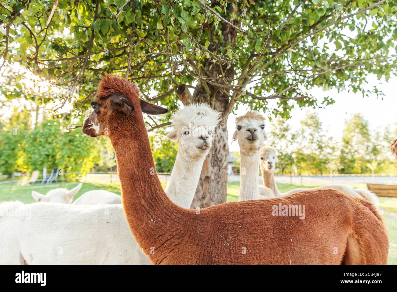 Süße Alpaka mit lustiger Gesichtsentspannung auf der Ranch im Sommertag ...