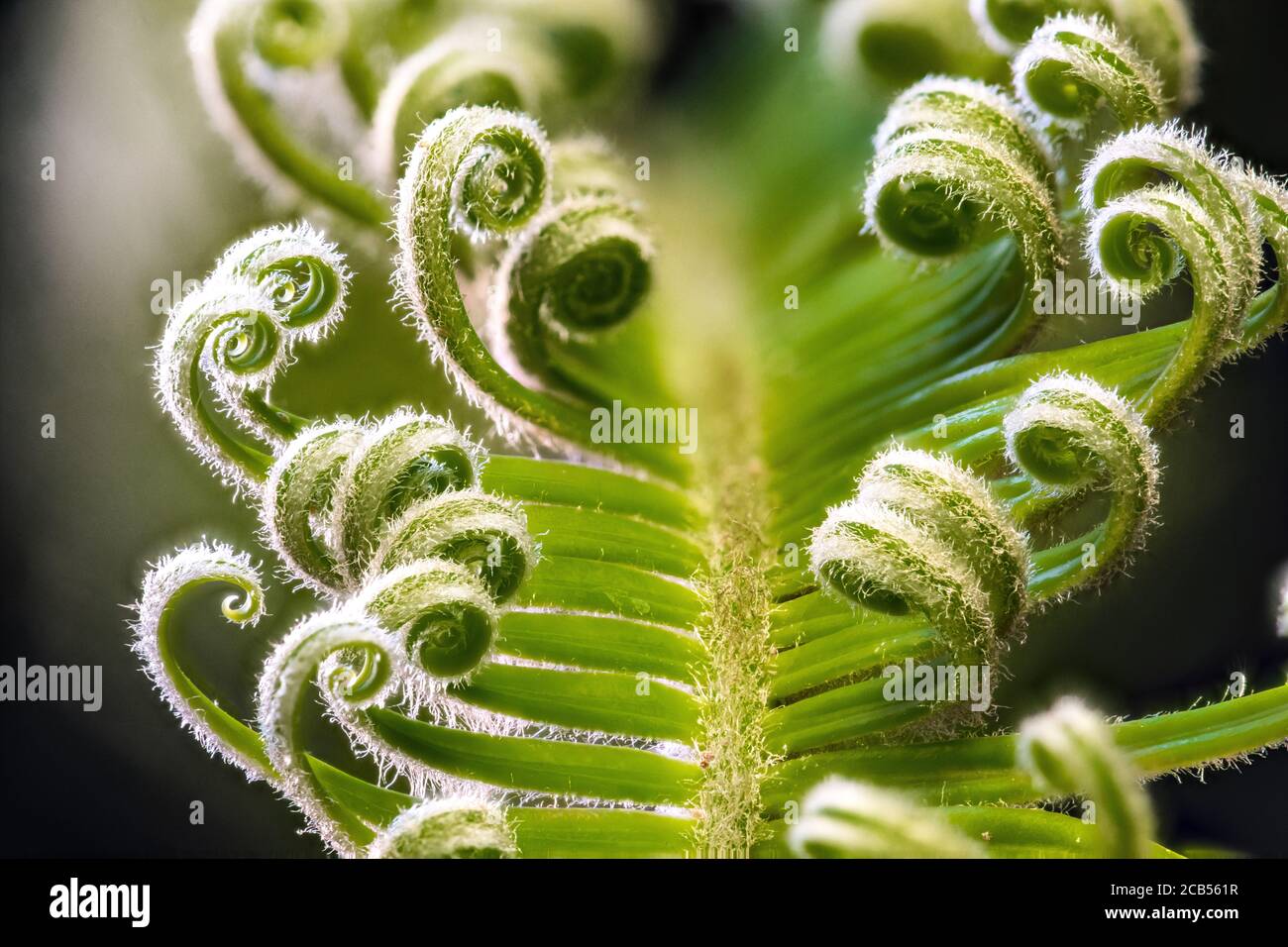 Sago palm cycas revoluta closeup -Fotos und -Bildmaterial in hoher ...