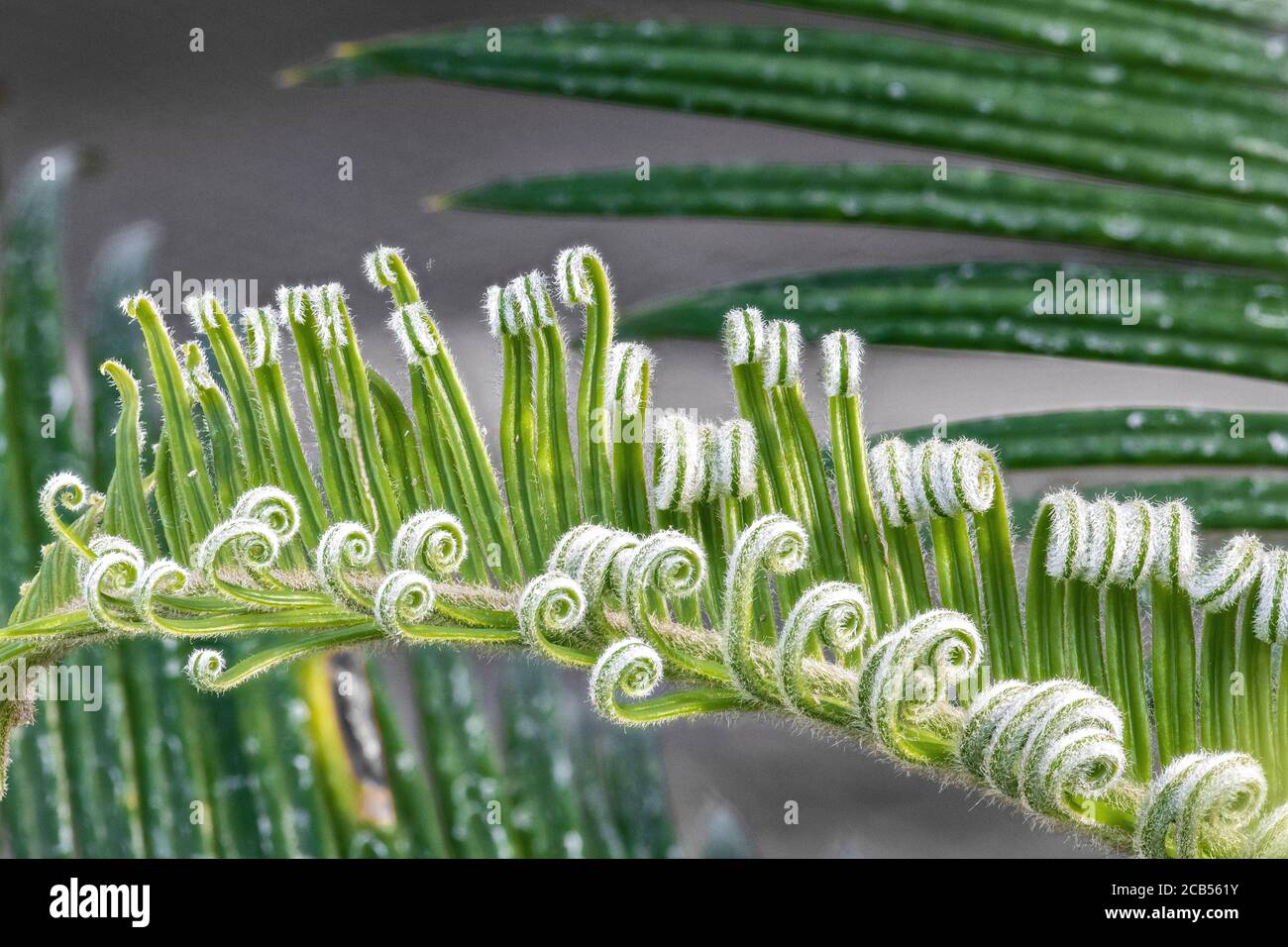 Sago palm cycas revoluta closeup -Fotos und -Bildmaterial in hoher ...