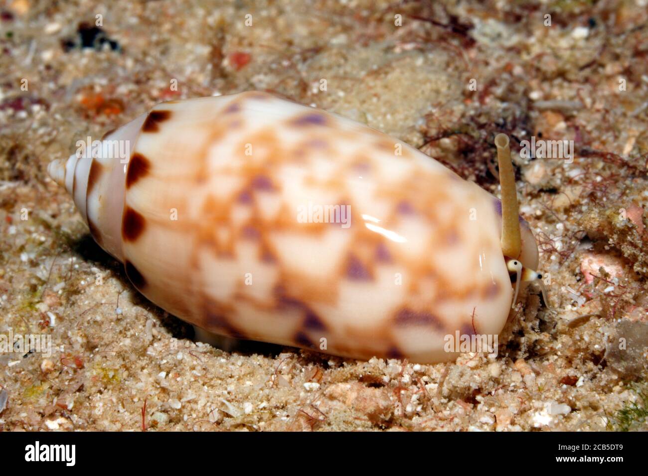 Live muschel -Fotos und -Bildmaterial in hoher Auflösung – Alamy