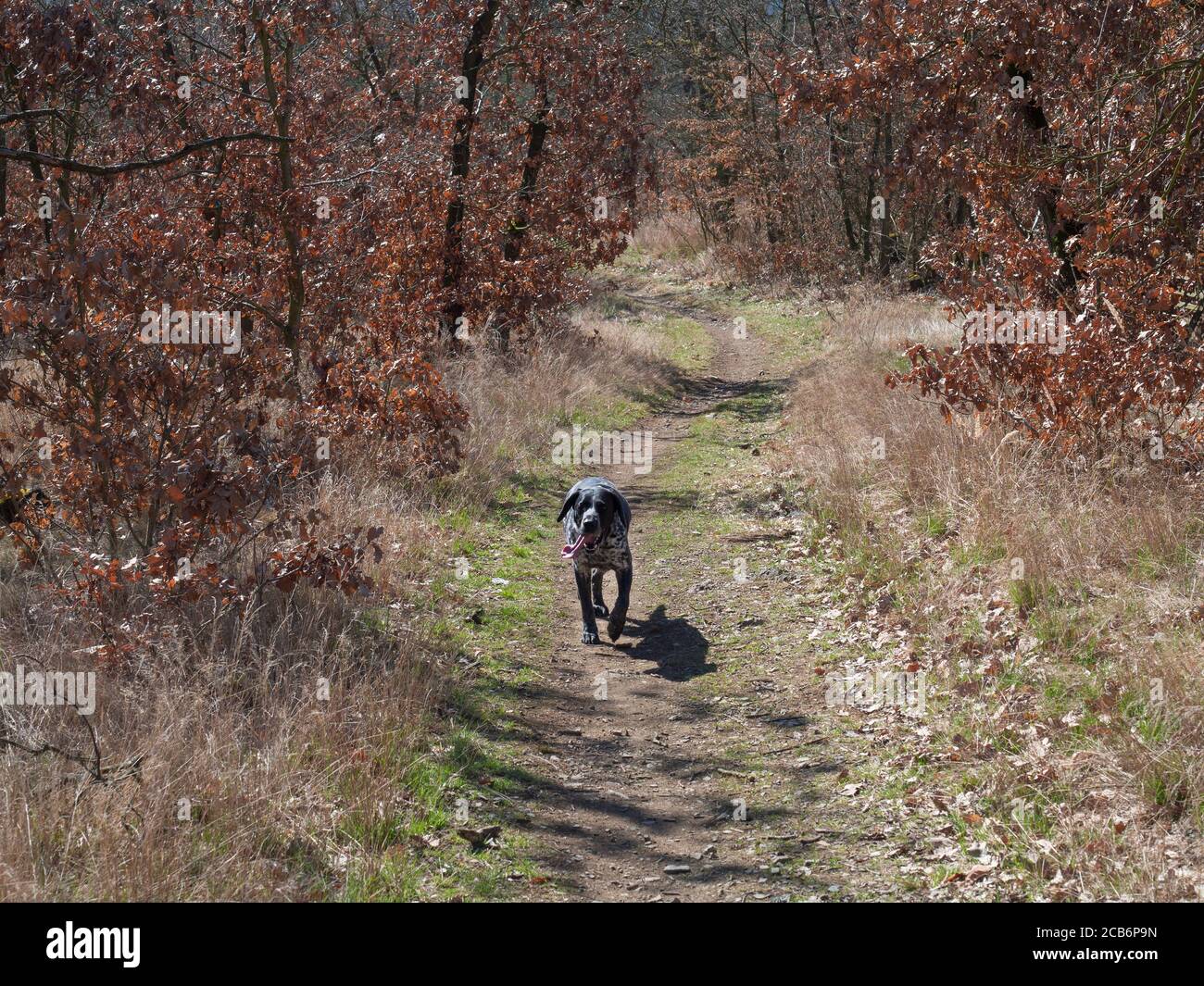 Kopf mit ausgestreckter zunge -Fotos und -Bildmaterial in hoher ...