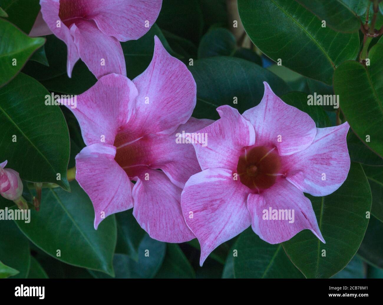 Alice du pont -Fotos und -Bildmaterial in hoher Auflösung – Alamy