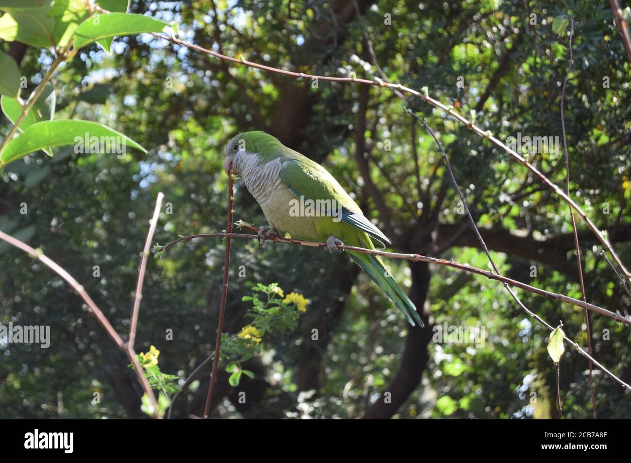 Sittich in spanien -Fotos und -Bildmaterial in hoher Auflösung – Alamy