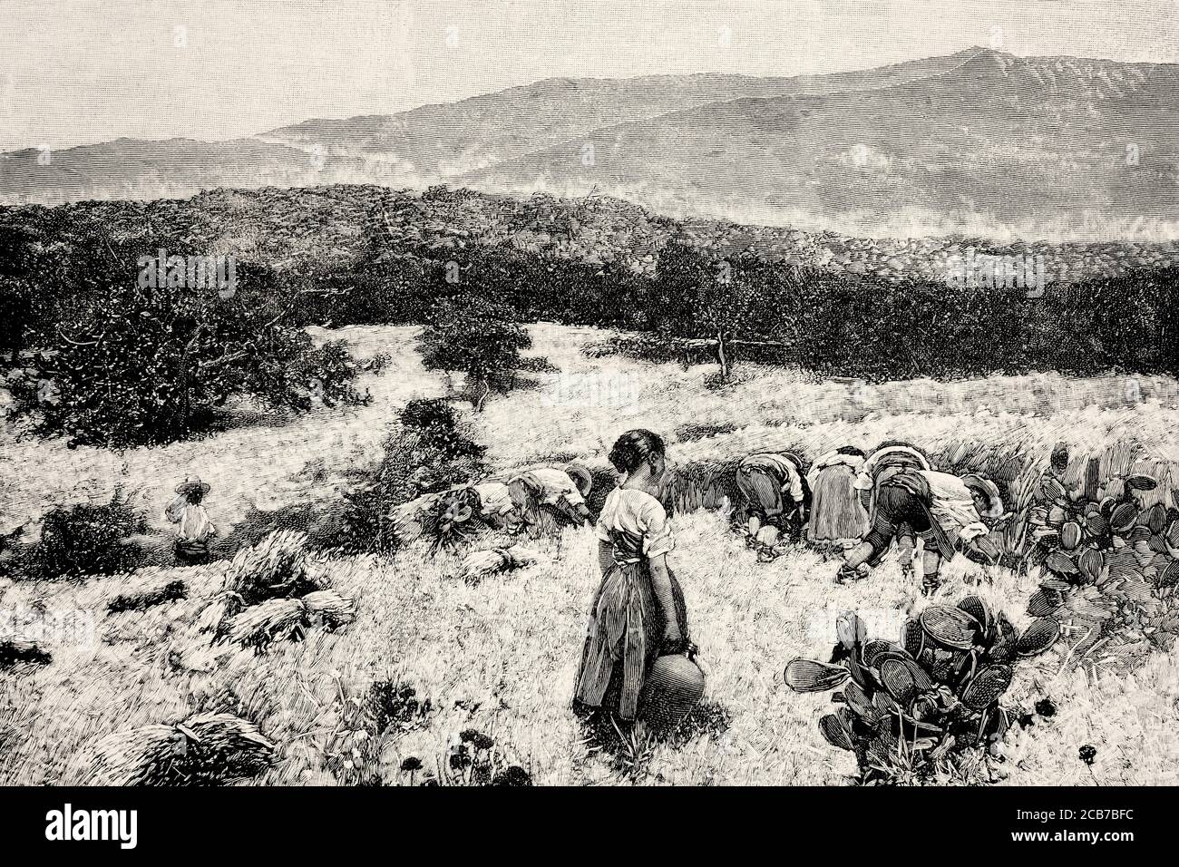 Mähen, Gemälde von Angel Andrade Bláazquez (1866-1932) Spanischen Maler ...