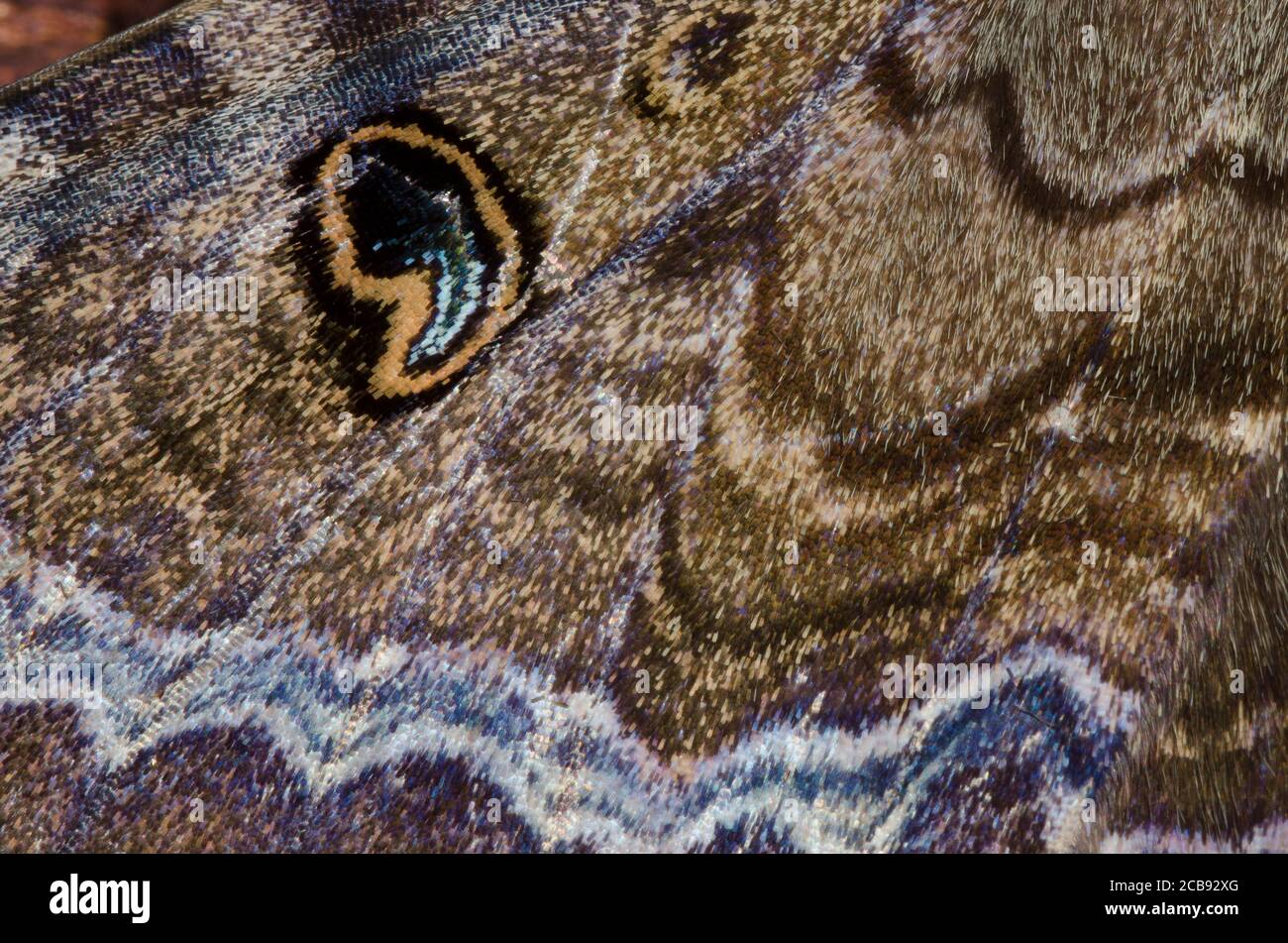 Schwarze hexenmotte ascalapha odorata -Fotos und -Bildmaterial in hoher ...