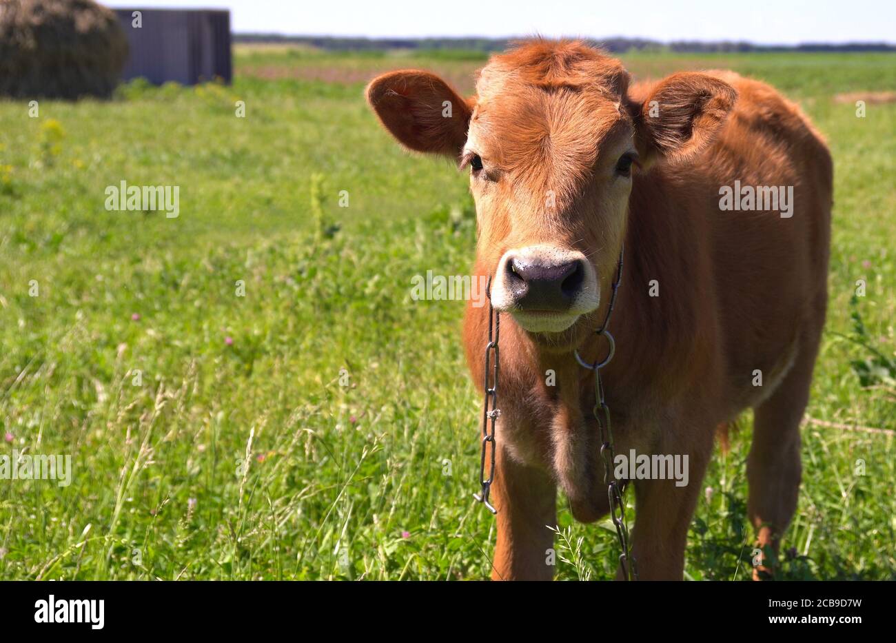 Schöner brauner junger Bulle grast auf einer Wiese. Der Stier schaut ...