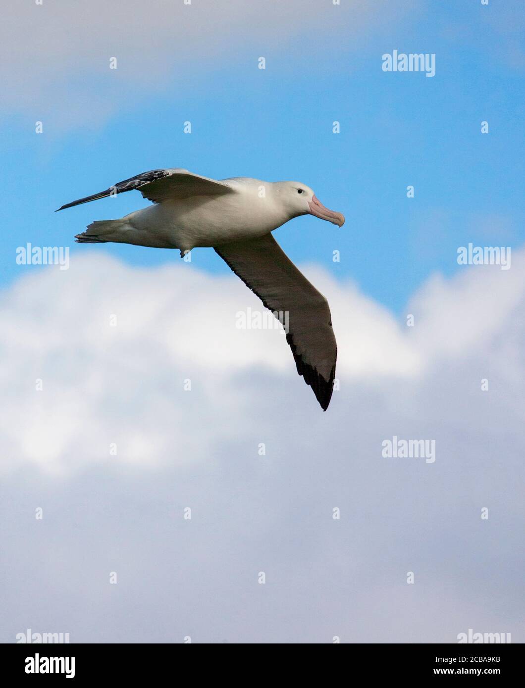 Snowy albatross -Fotos und -Bildmaterial in hoher Auflösung – Alamy