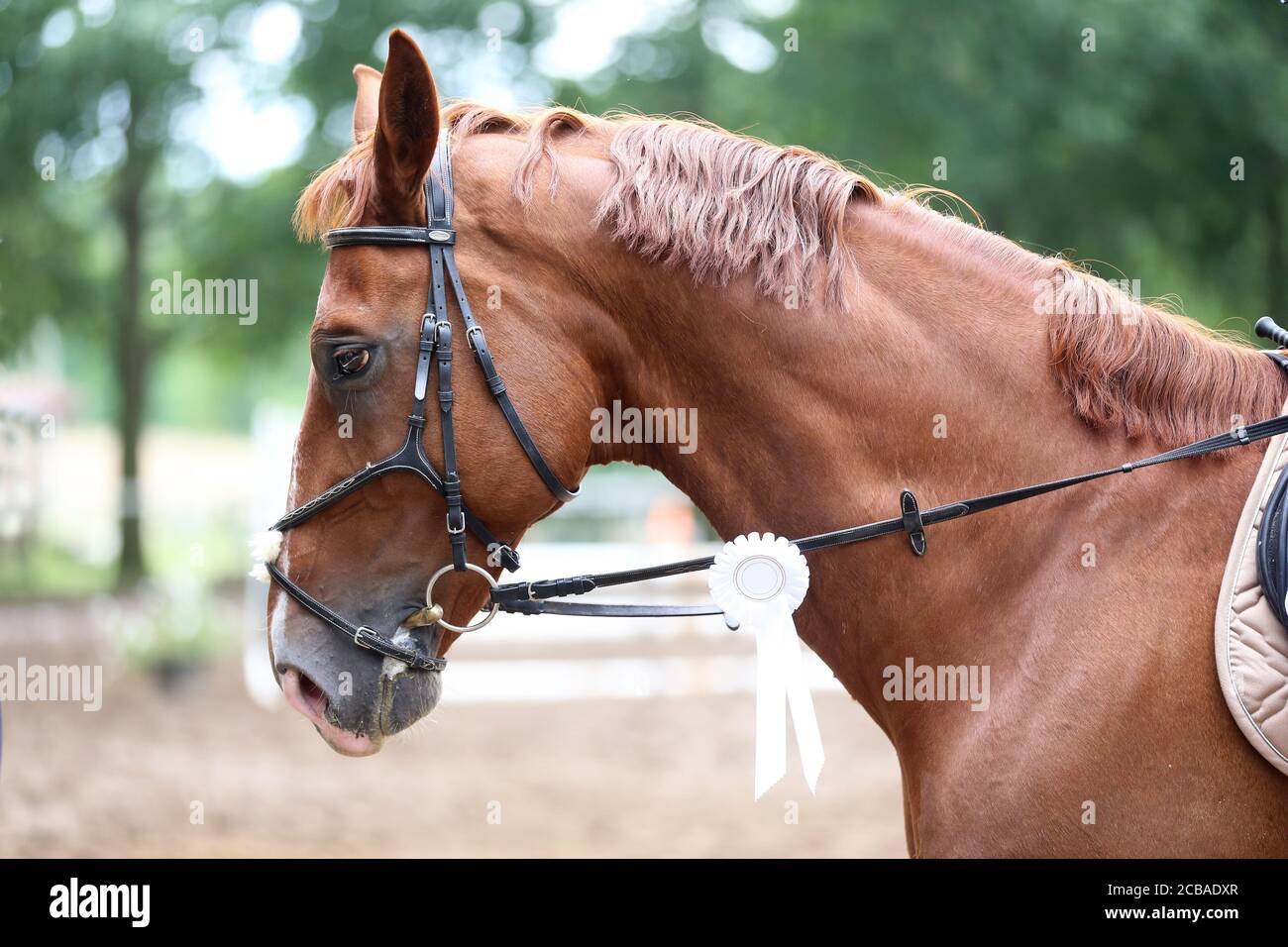 Gelbe abzeichen am kopf -Fotos und -Bildmaterial in hoher Auflösung – Alamy