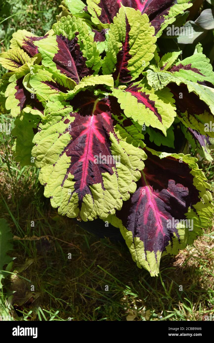 Coleus kong rose -Fotos und -Bildmaterial in hoher Auflösung – Alamy