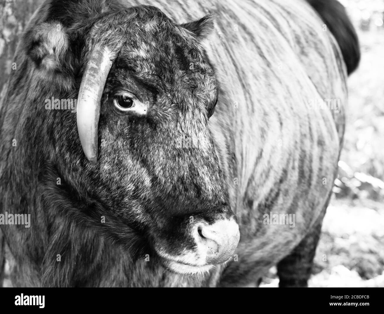 Beefalo oder cattalo Schwarzweiß-Stockfotos und -bilder - Alamy