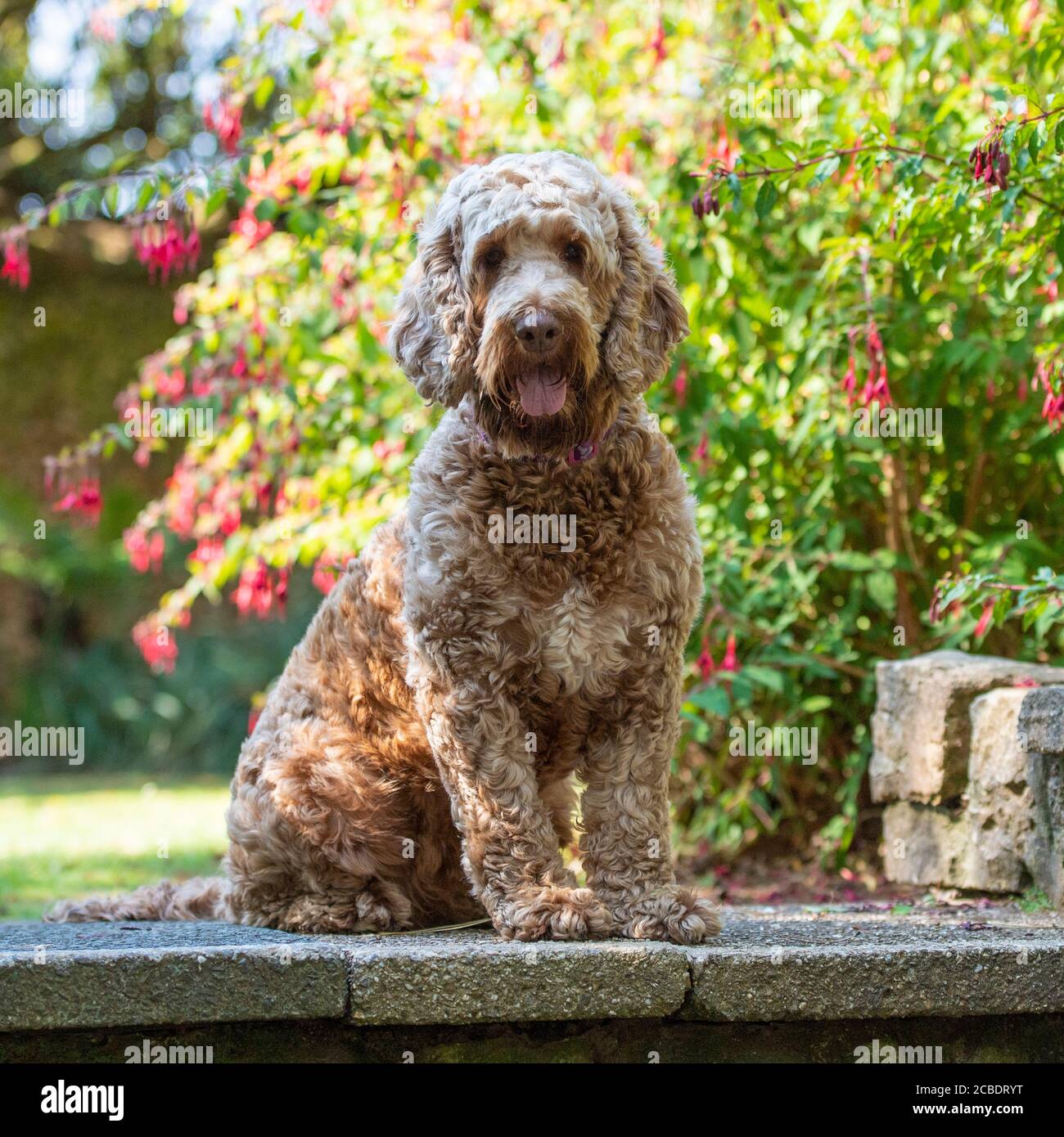 Von hinten beleuchteter hund -Fotos und -Bildmaterial in hoher ...
