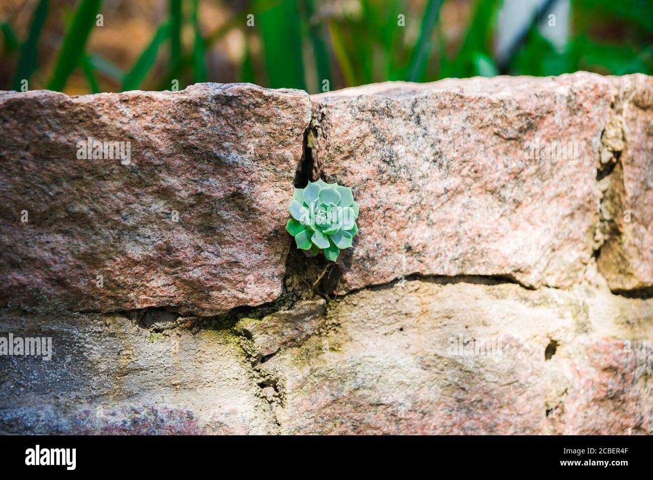 Plant Growing Between Rocks Stockfotos und -bilder Kaufen - Alamy