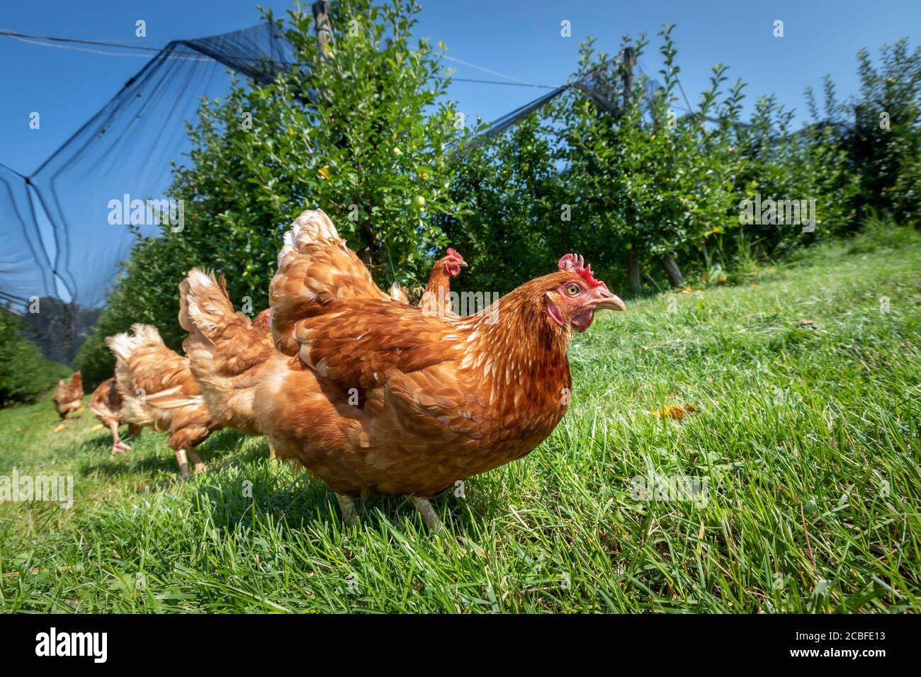 Freilandhühner auf einem Bio-Bauernhof in der steiermark, österreich ...