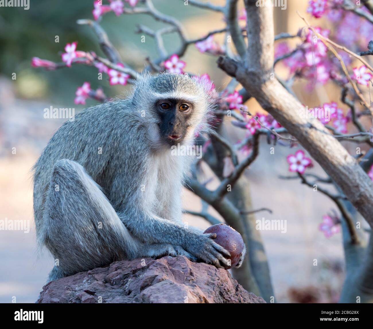 Affe sitzt auf rotem Granitfelsen und hält Lala Palme Samen In seinen ... Affe sitzt auf rotem Granitfelsen und hält Lala Palme Samen In seinen ...