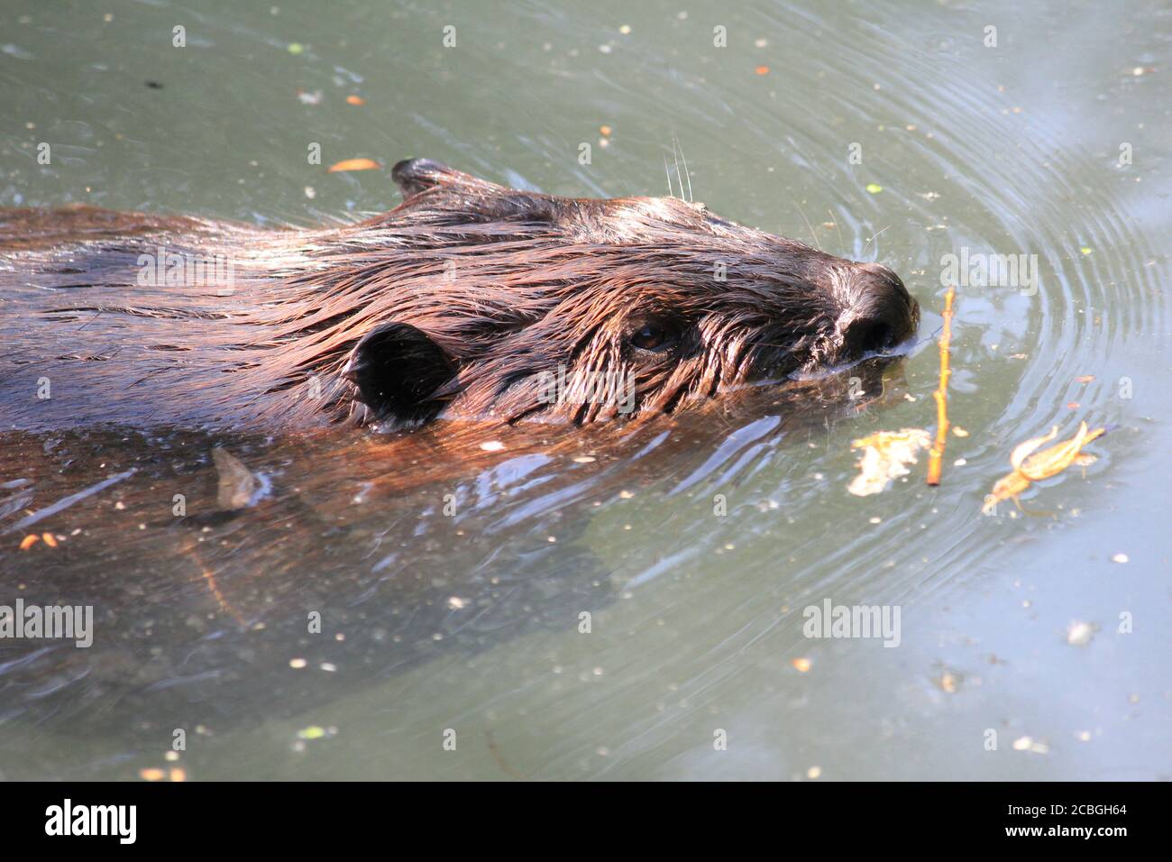 Aktiver biber -Fotos und -Bildmaterial in hoher Auflösung – Alamy