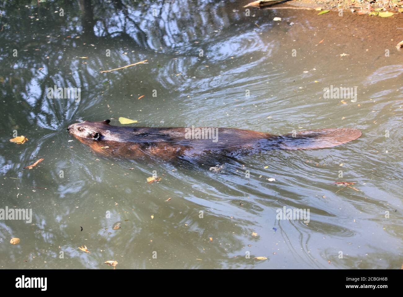 Aktiver biber -Fotos und -Bildmaterial in hoher Auflösung – Alamy