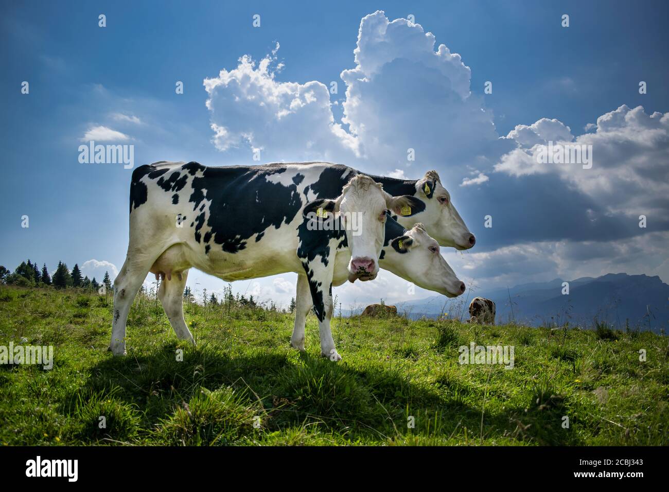 Fotomontage der Kuh, die in den Bergen grast, mit drei Köpfen in ...