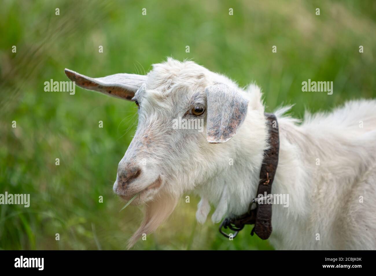 Ziege strap zunge -Fotos und -Bildmaterial in hoher Auflösung – Alamy