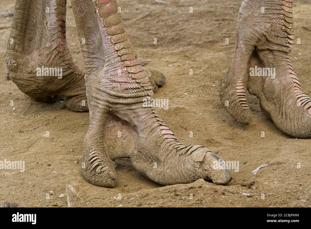 Straußen bein -Fotos und -Bildmaterial in hoher Auflösung – Alamy