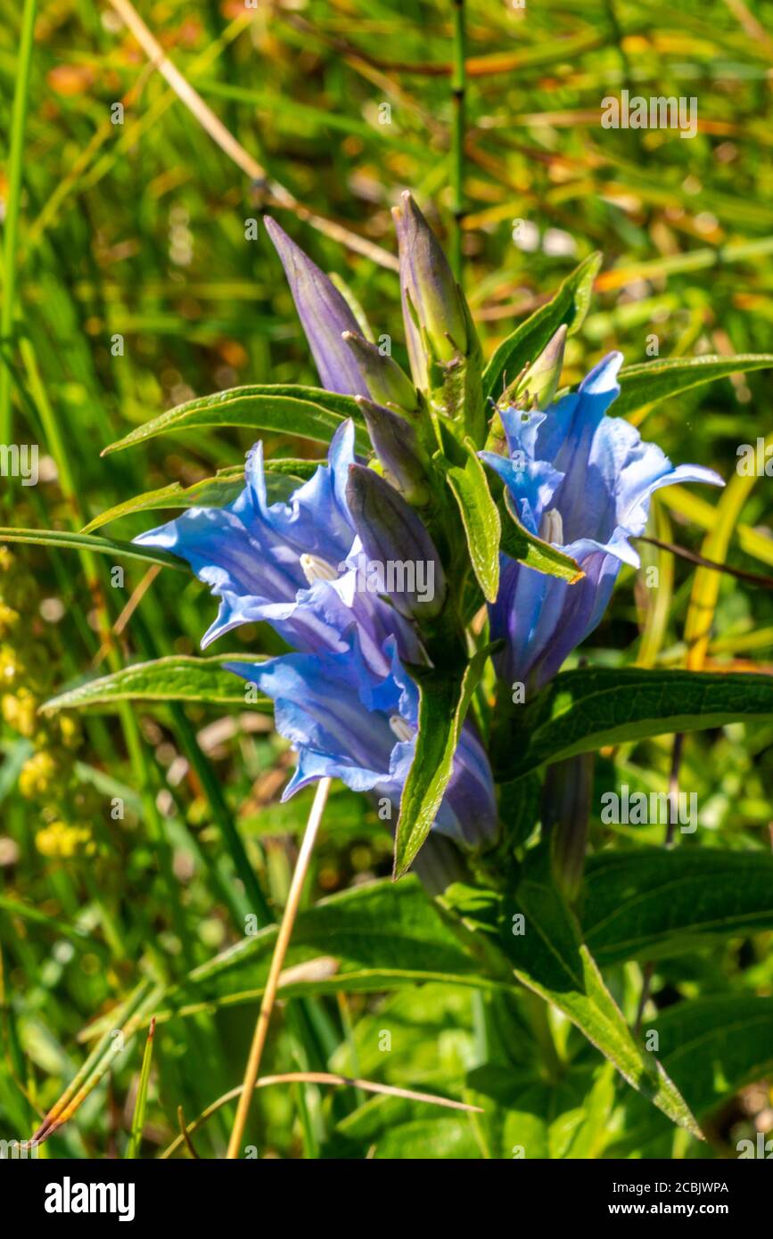 Blaue enziane auf einer alpwiese -Fotos und -Bildmaterial in hoher ...