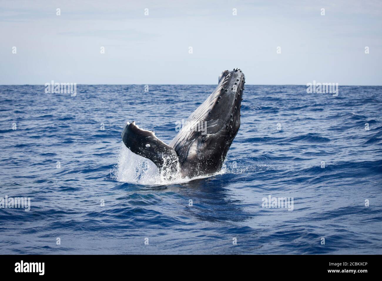 Buckelwal springen -Fotos und -Bildmaterial in hoher Auflösung – Alamy