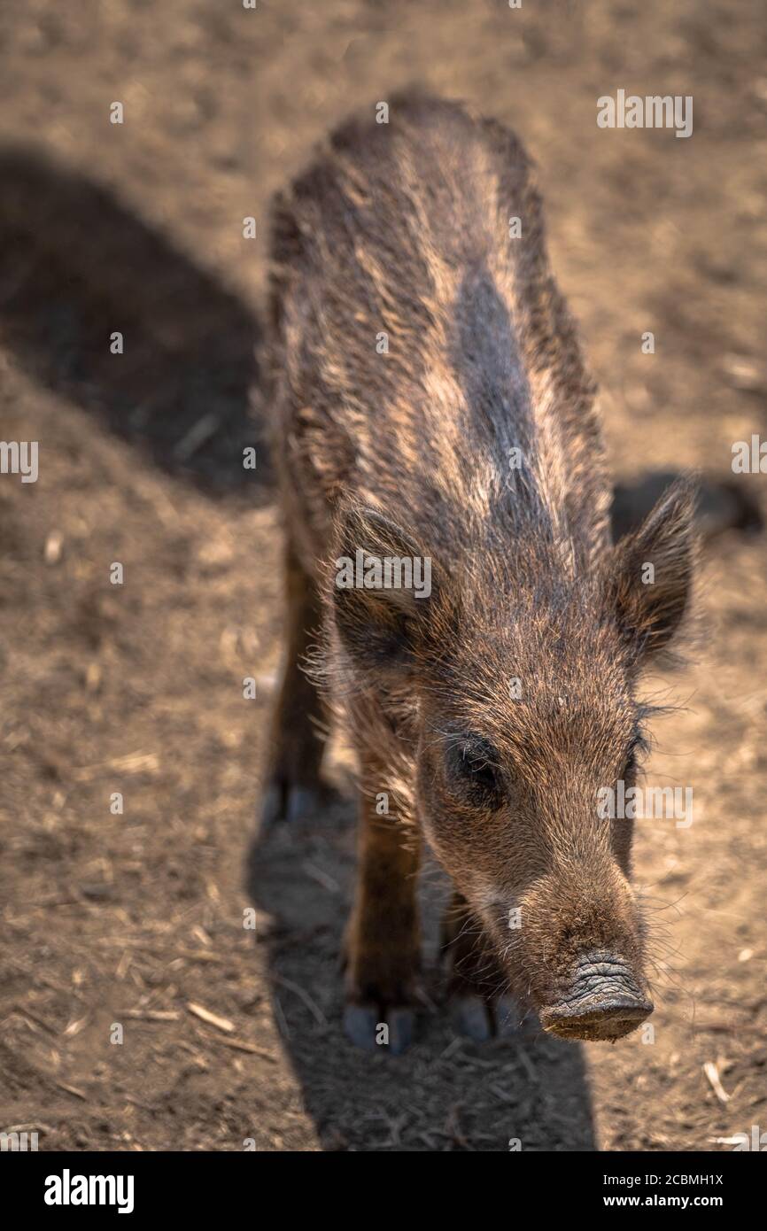 Streifen in der natur -Fotos und -Bildmaterial in hoher Auflösung – Alamy