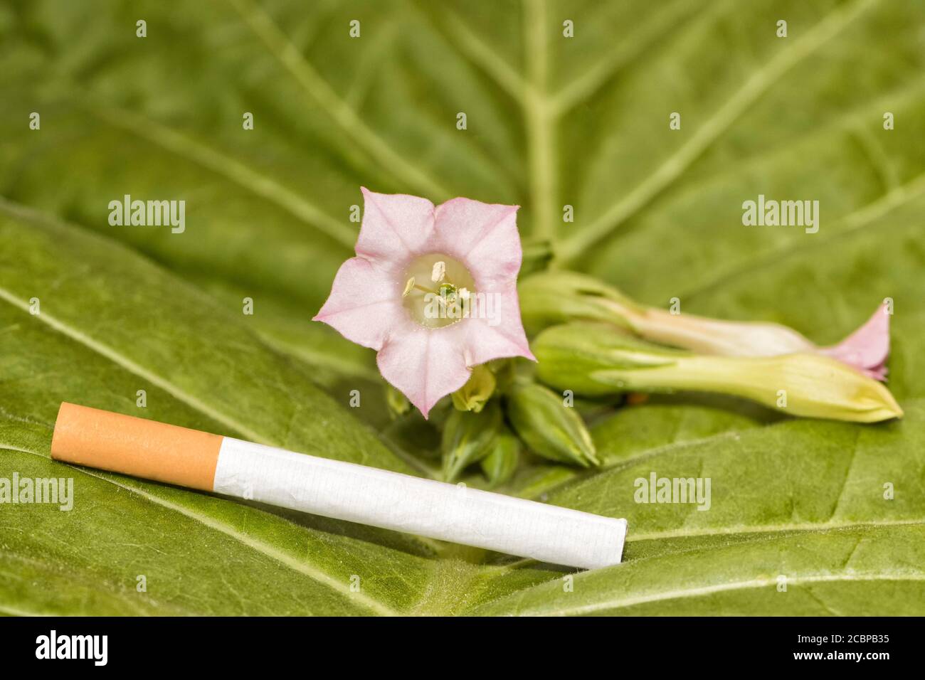 Blume einer tabakpflanze nicotiana tabacum mit einer zigarette -Fotos ...