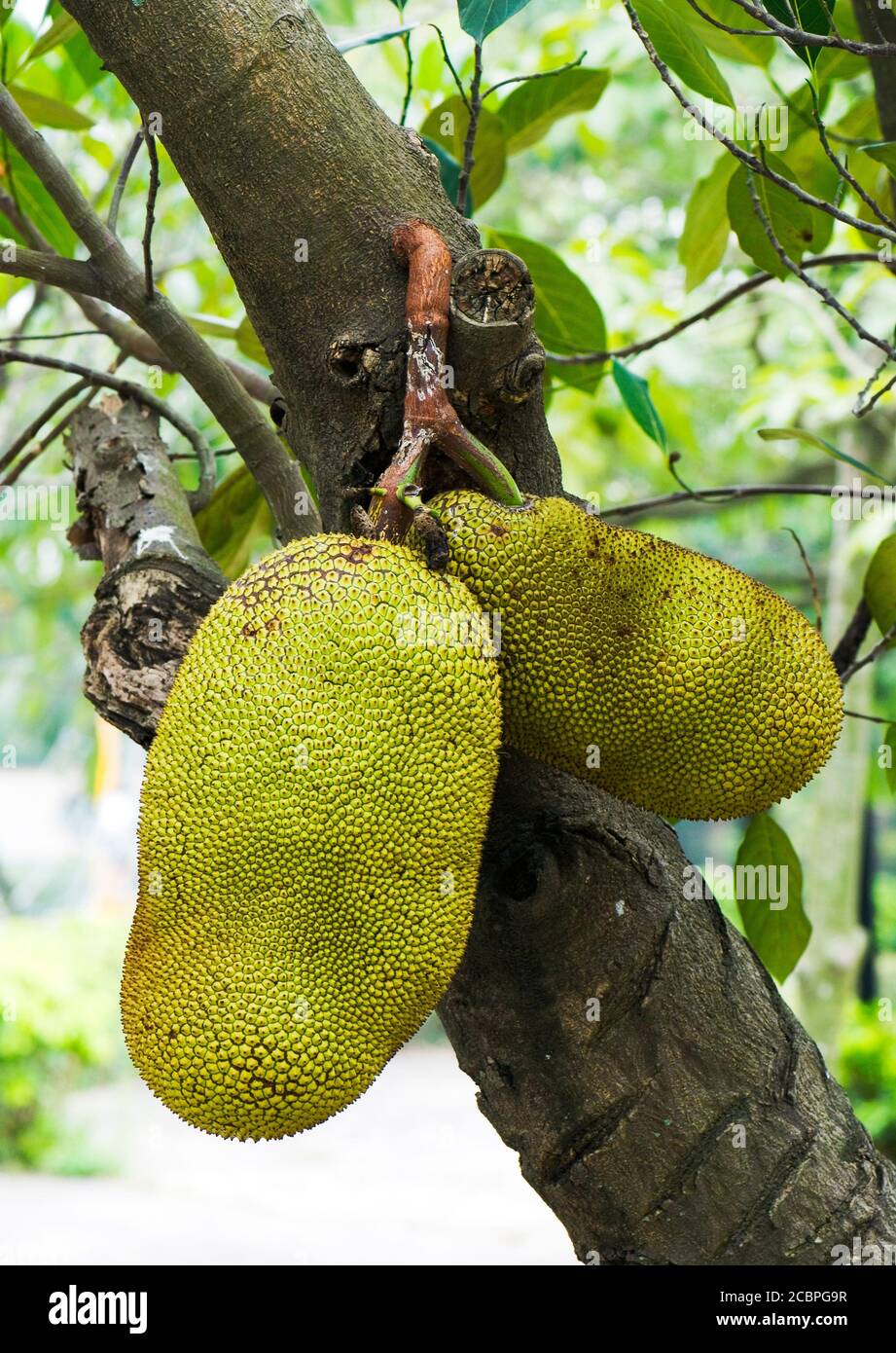 Reife jackfruits -Fotos und -Bildmaterial in hoher Auflösung – Alamy