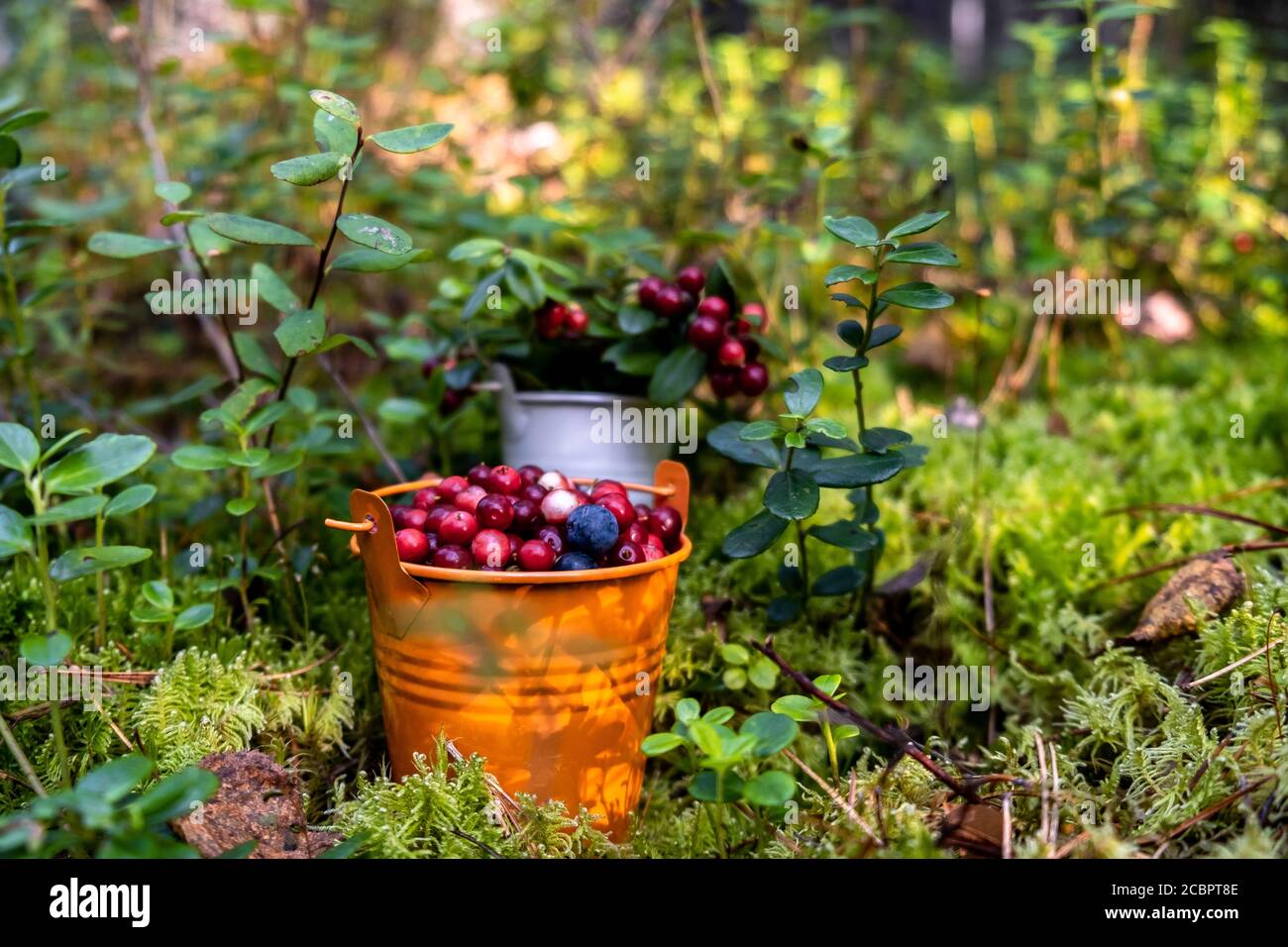 Frises décoratives -Fotos und -Bildmaterial in hoher Auflösung – Alamy
