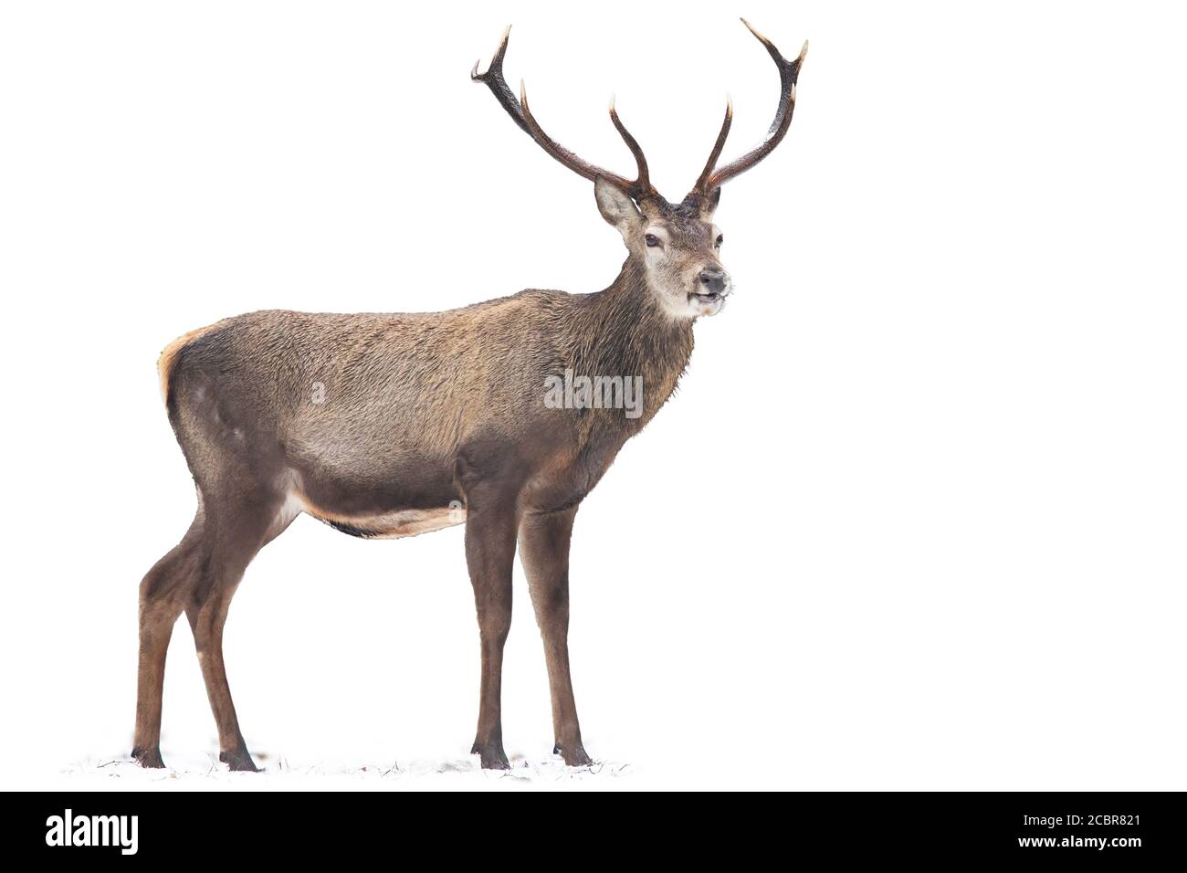 Hirsch mit beeindruckendem geweih Ausgeschnittene Stockfotos und ...