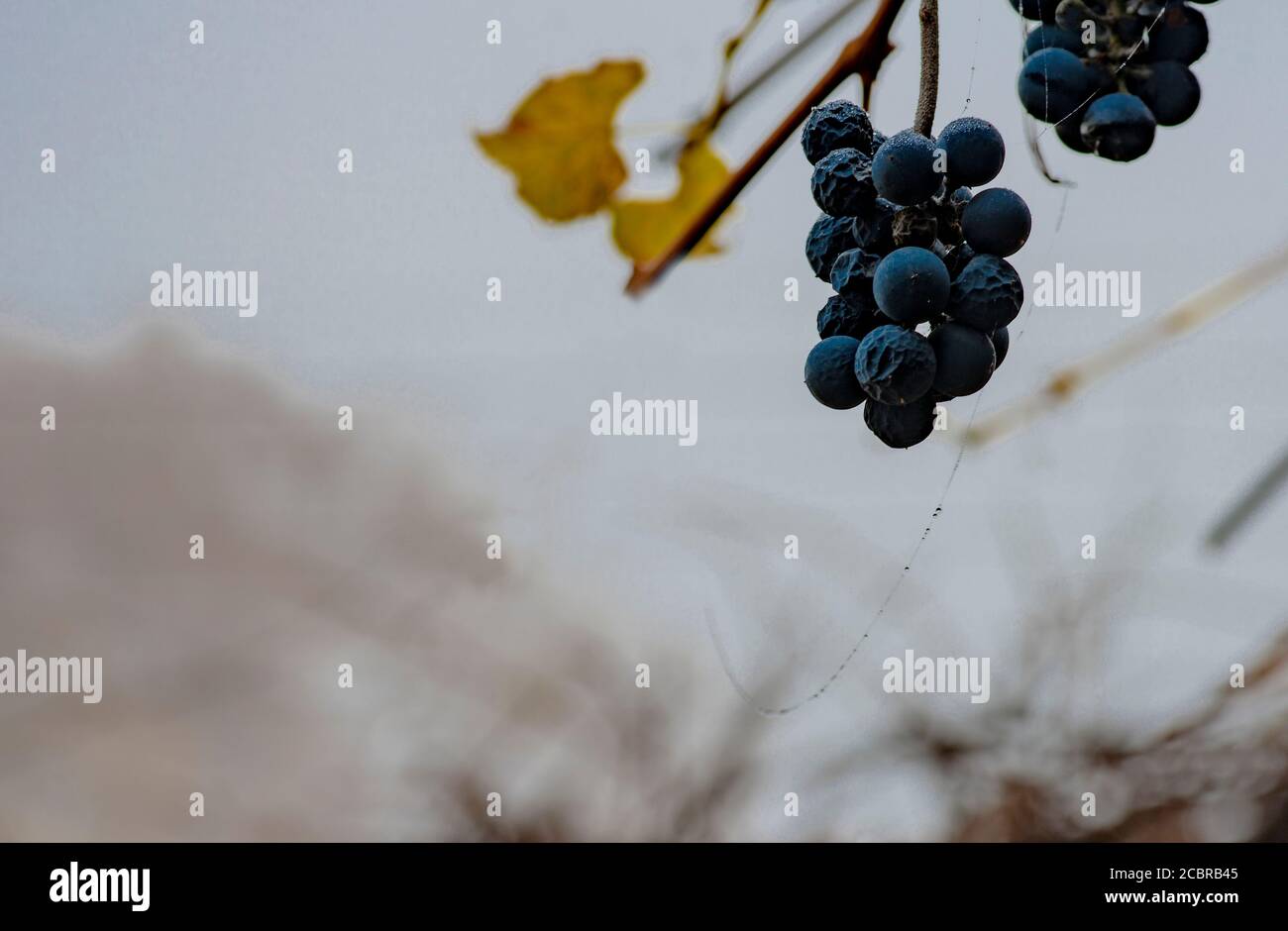 Amerikanische traube -Fotos und -Bildmaterial in hoher Auflösung – Alamy