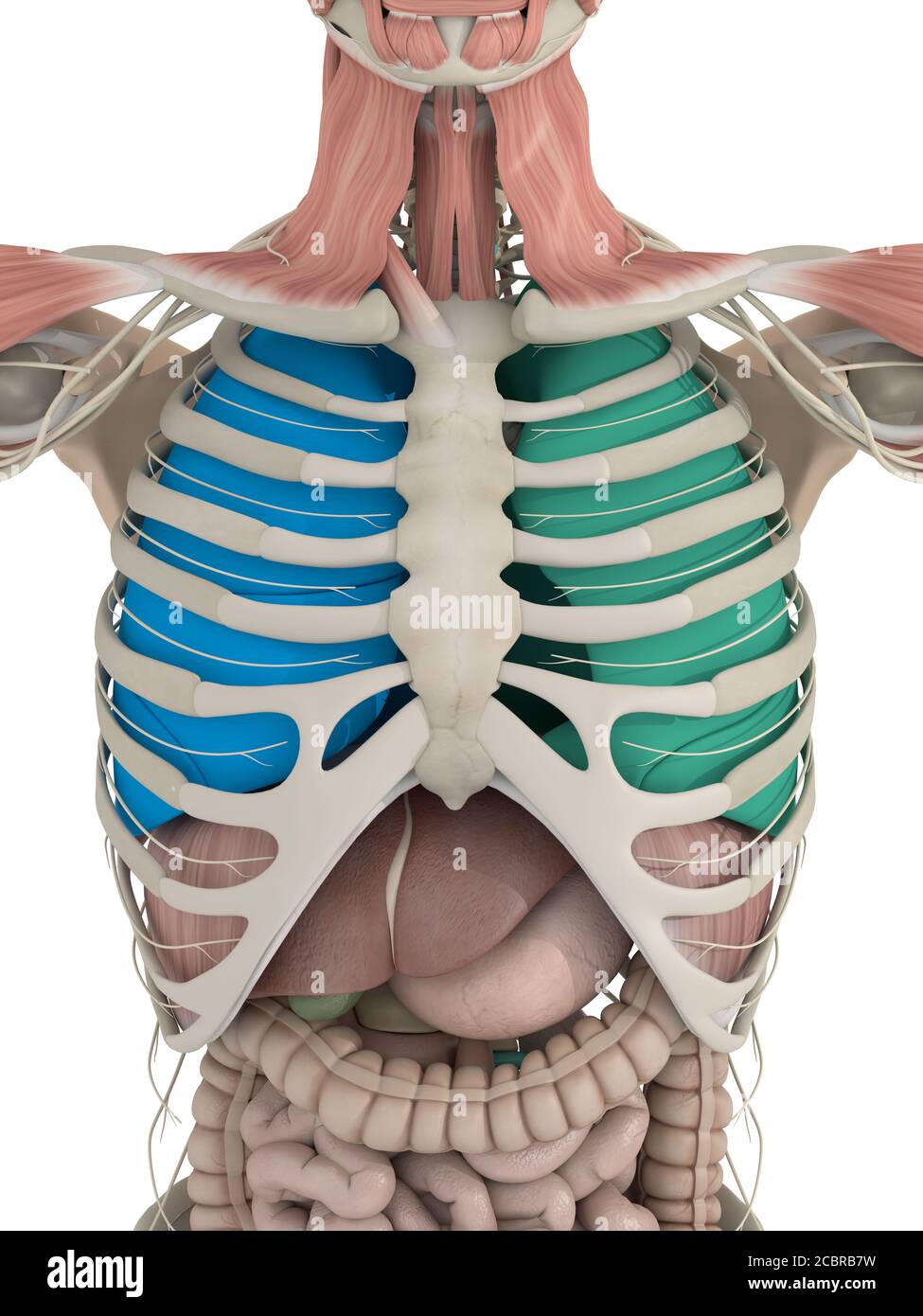 Anatomiedarstellung der menschlichen Lunge farbcodiert Stockfotografie ...