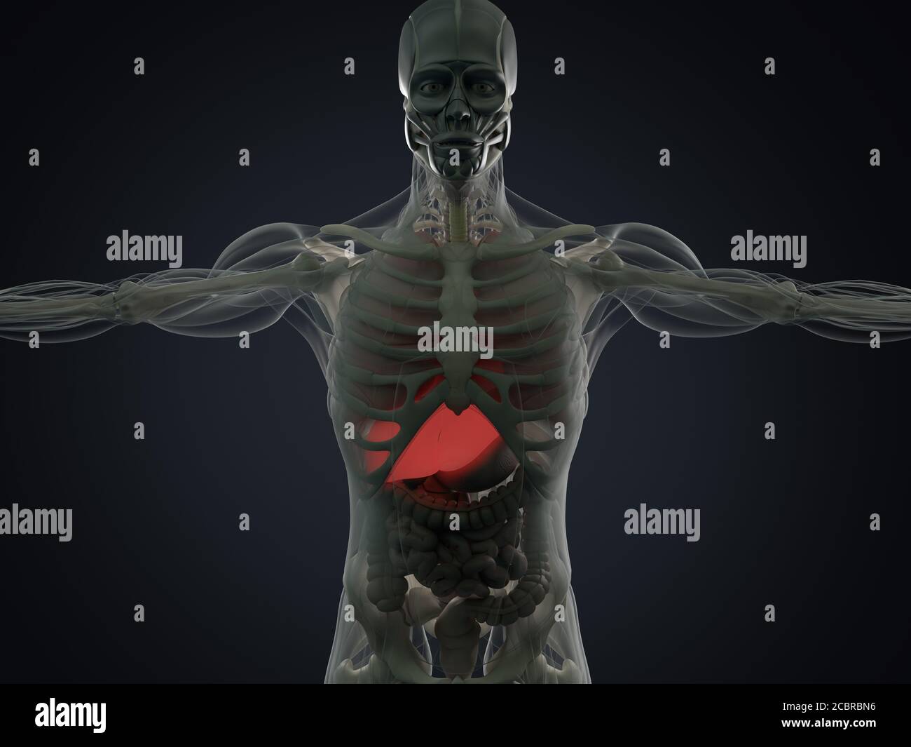 Anatomiedarstellung der menschlichen Leber im Körper. Röntgen. 3d ...