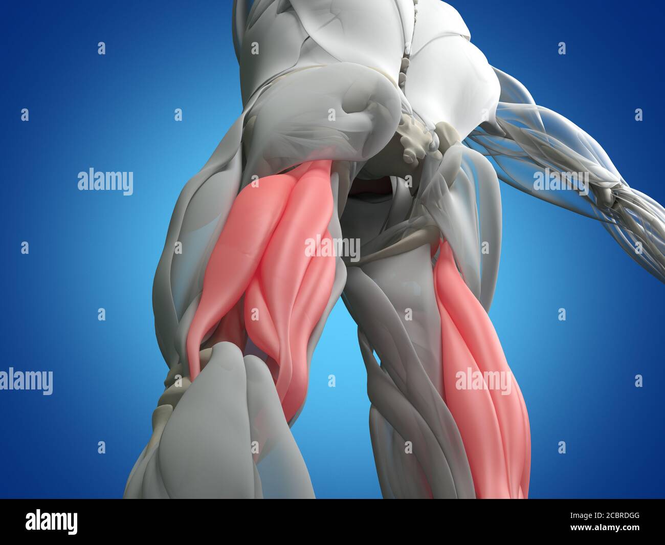 Muskelgruppe der Oberschenkelmuskulatur, menschliches anatomischer ...