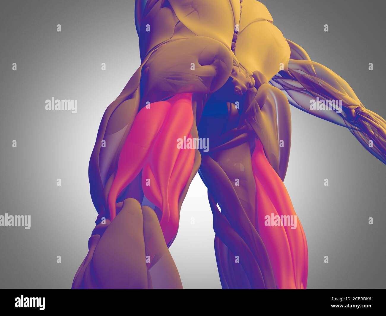 Muskelgruppe der Oberschenkelmuskulatur, menschliches anatomischer ...