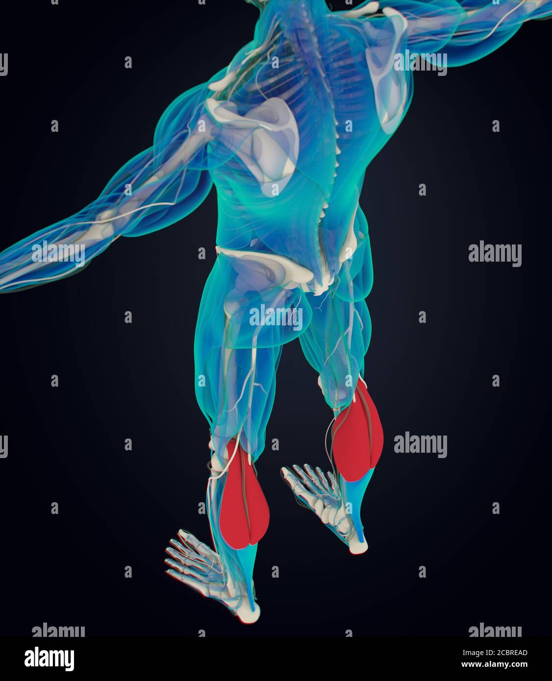Anatomie Illustration der Kalbsmuskulatur, menschliche Anatomie ...
