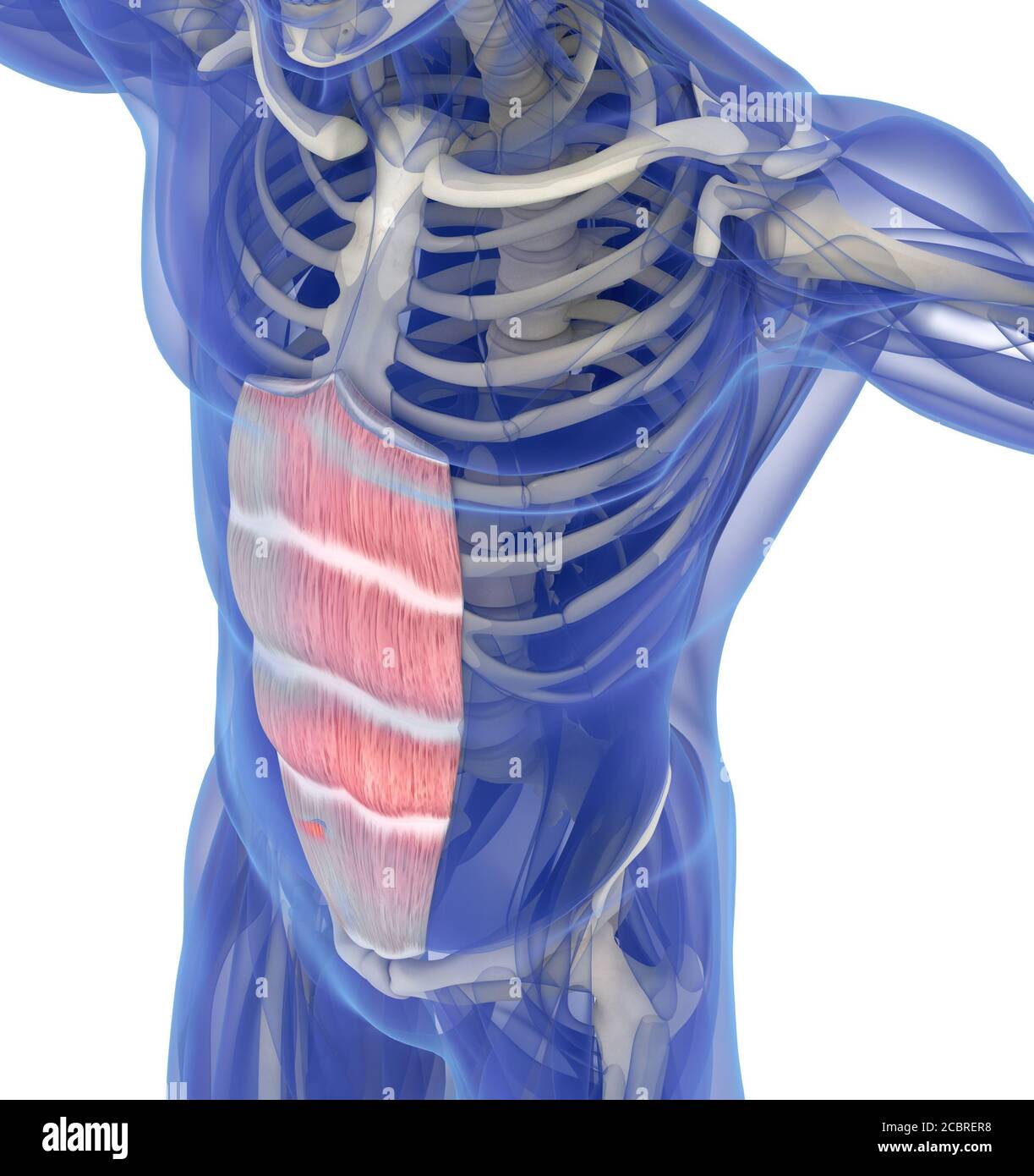 Illustration der Bauchmuskelsystem Muskelanatomie. 3D-Illustration ...