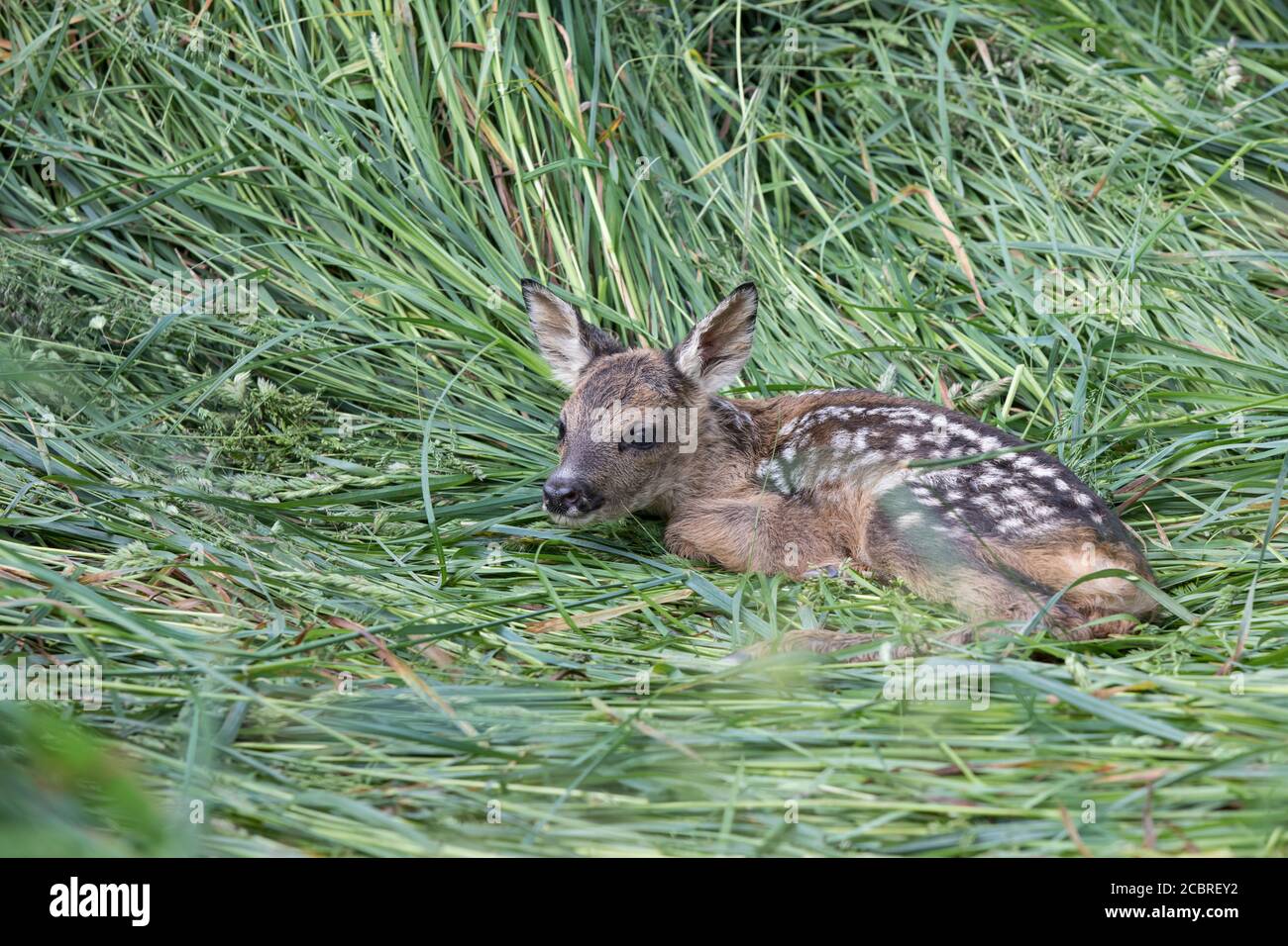 Stufe baby -Fotos und -Bildmaterial in hoher Auflösung – Alamy